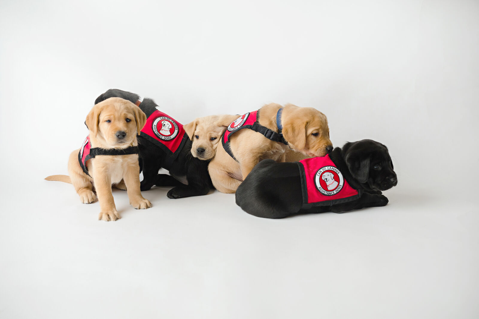 Can Do Canines | Access Press